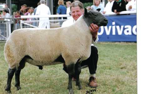 Langley Flock Dispersal at the Premier Sale - Latest News - Bleu Du Maine