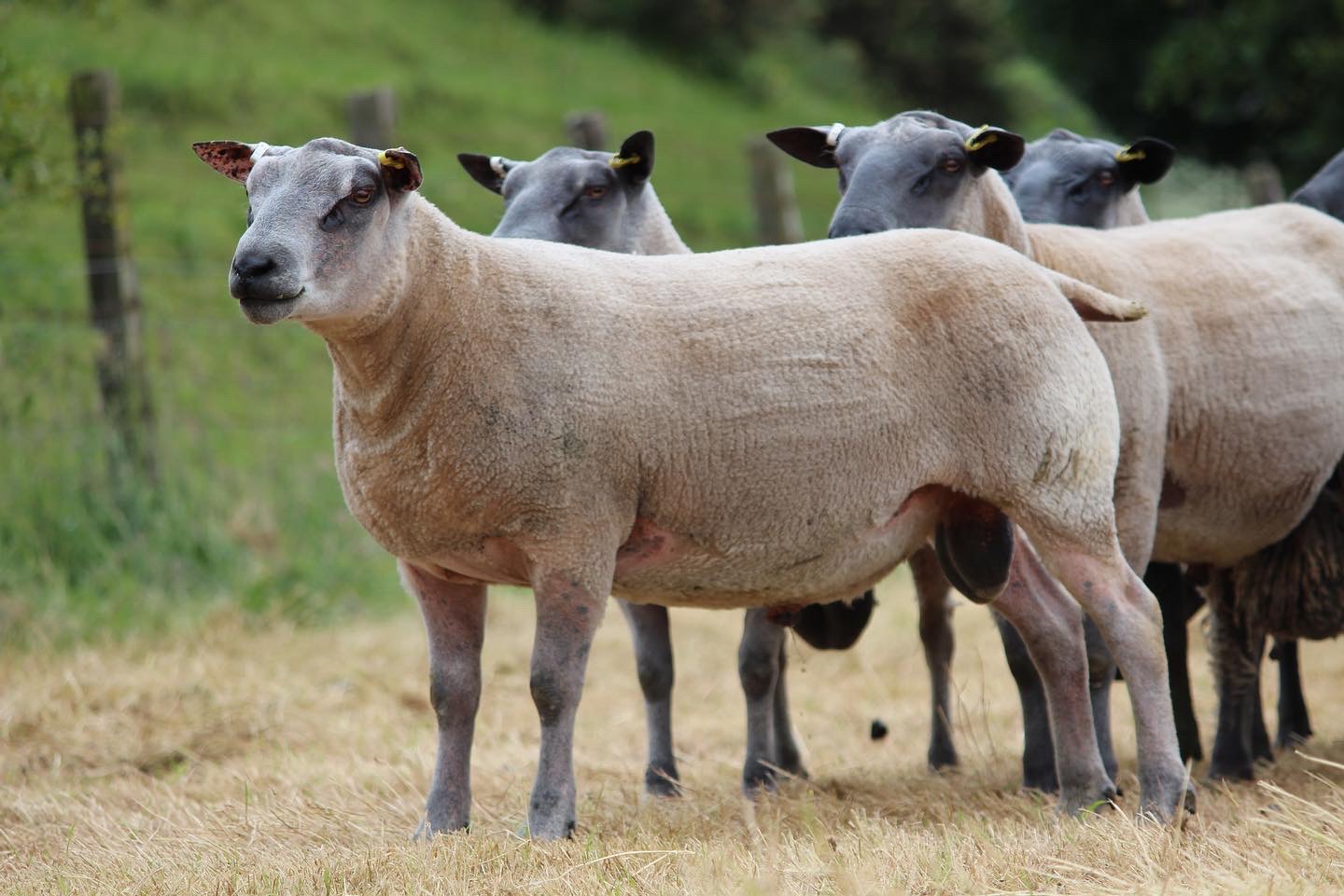 Bleu du Maine and Millennium Bleu Rams and Ram Lambs For Sale - Stock ...