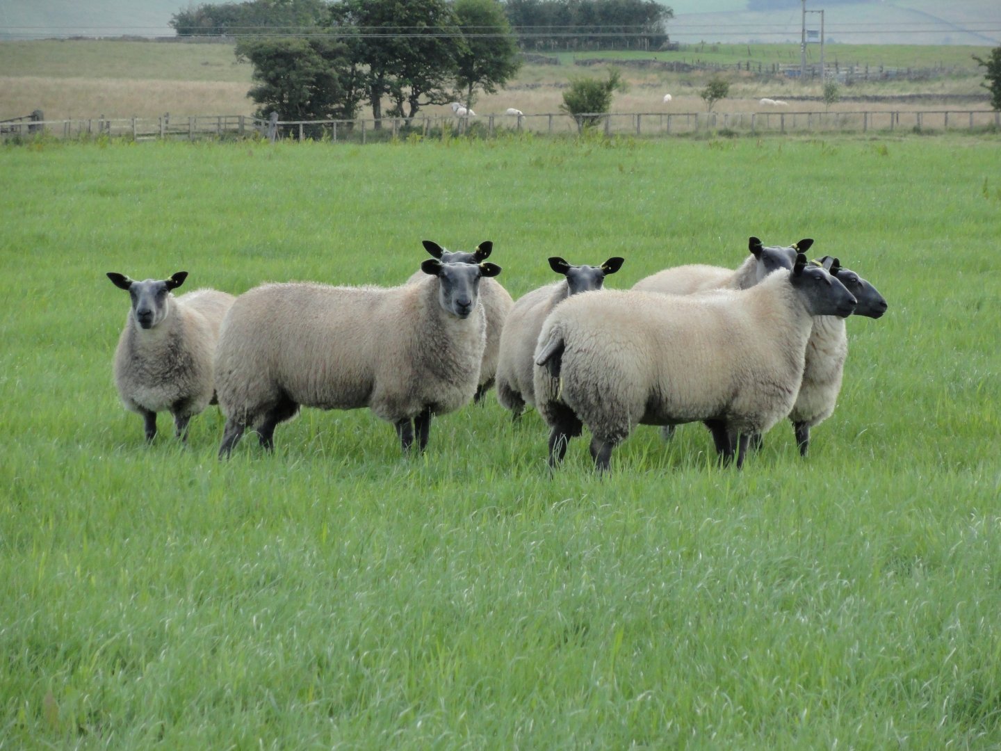 Langley Flock Dispersal at the Premier Sale - Latest News - Bleu Du Maine