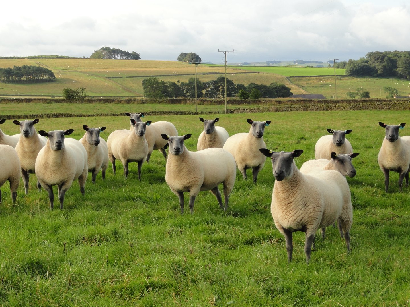 Langley Flock Dispersal at the Premier Sale - Latest News - Bleu Du Maine